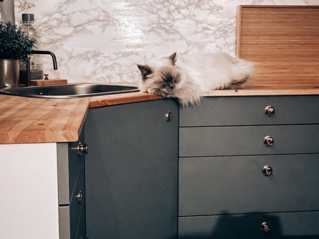 Van Life With a Cat: The Ultimate Guide (2023) » VanConverts.com